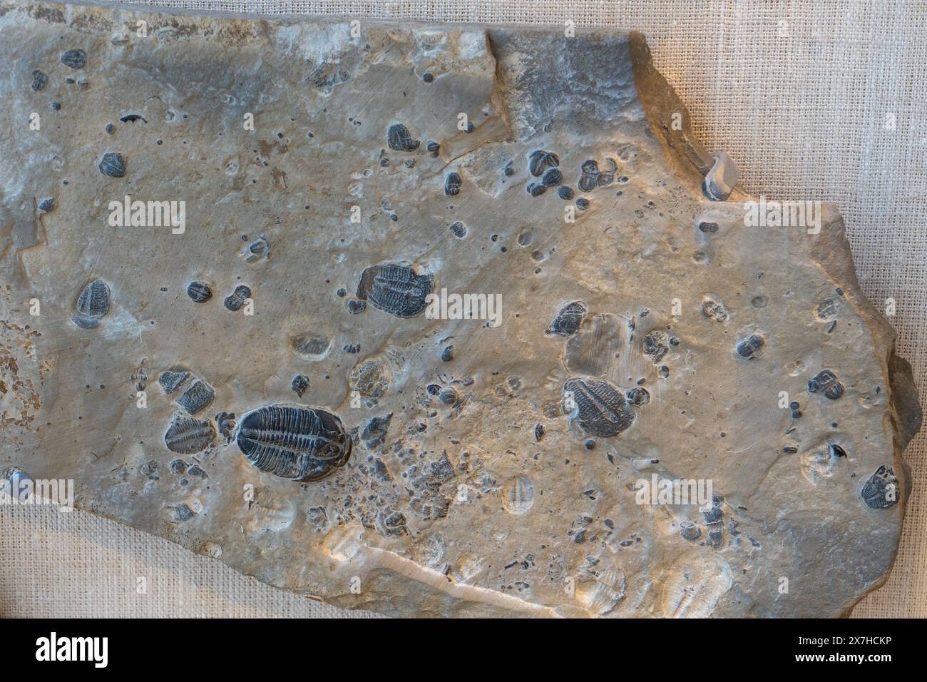 Fossilized trilobites, Elrathia kingi, in a slab of Wheeler Shale in ...