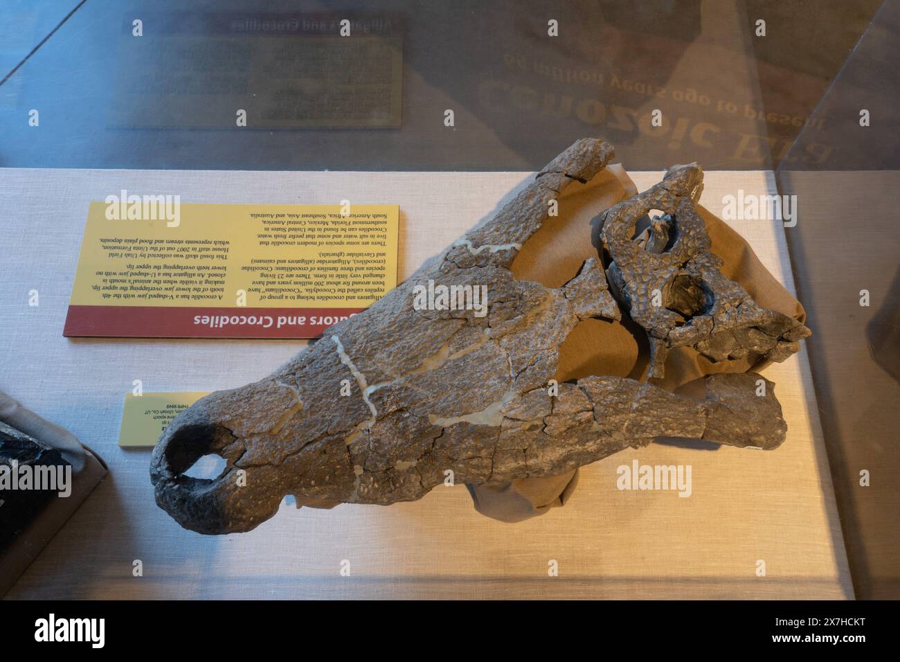 A prehistoric crocodilian skull in the Utah Field House of Natural ...