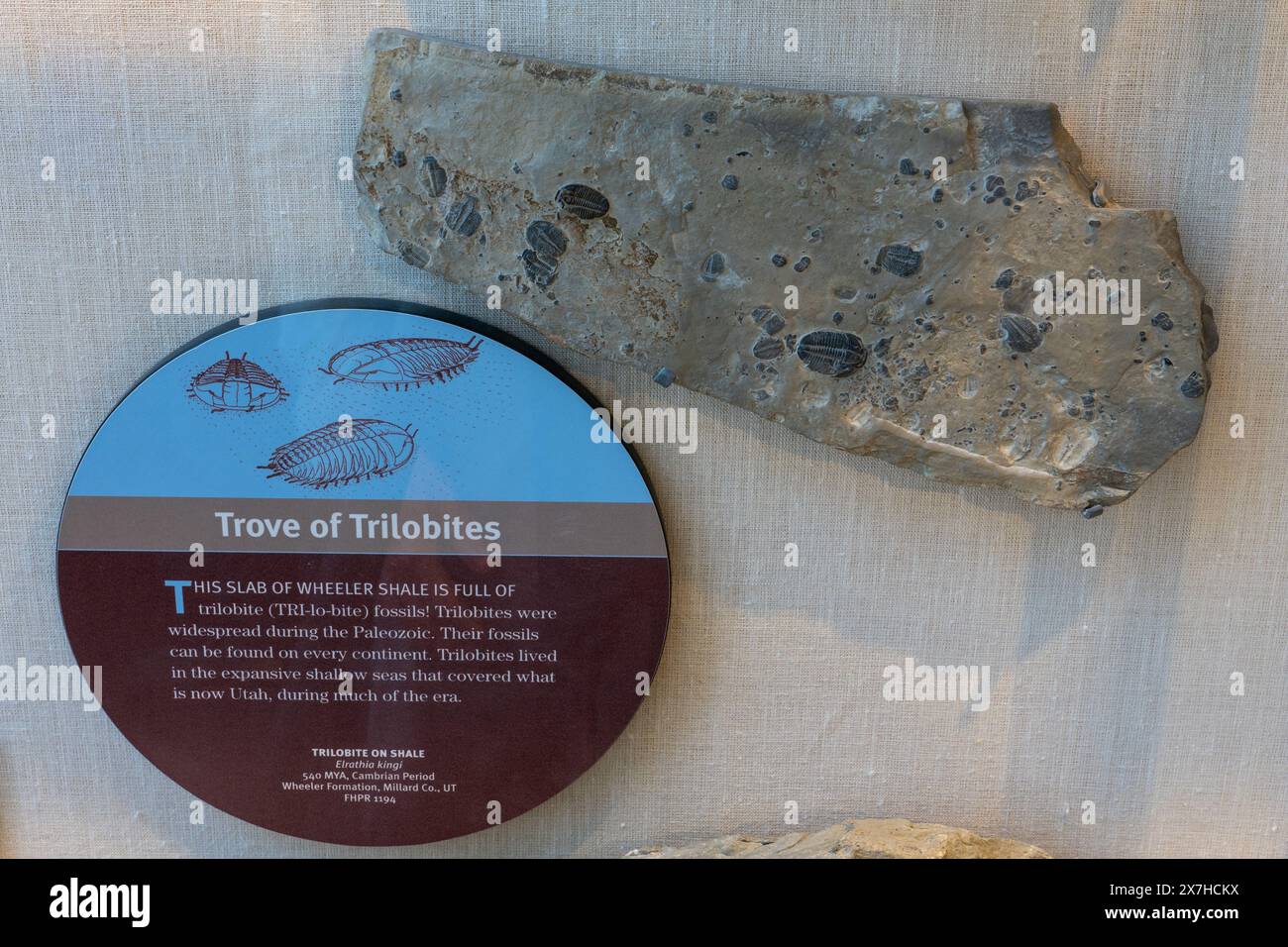 Fossilized trilobites, Elrathia kingi, in a slab of Wheeler Shale in ...