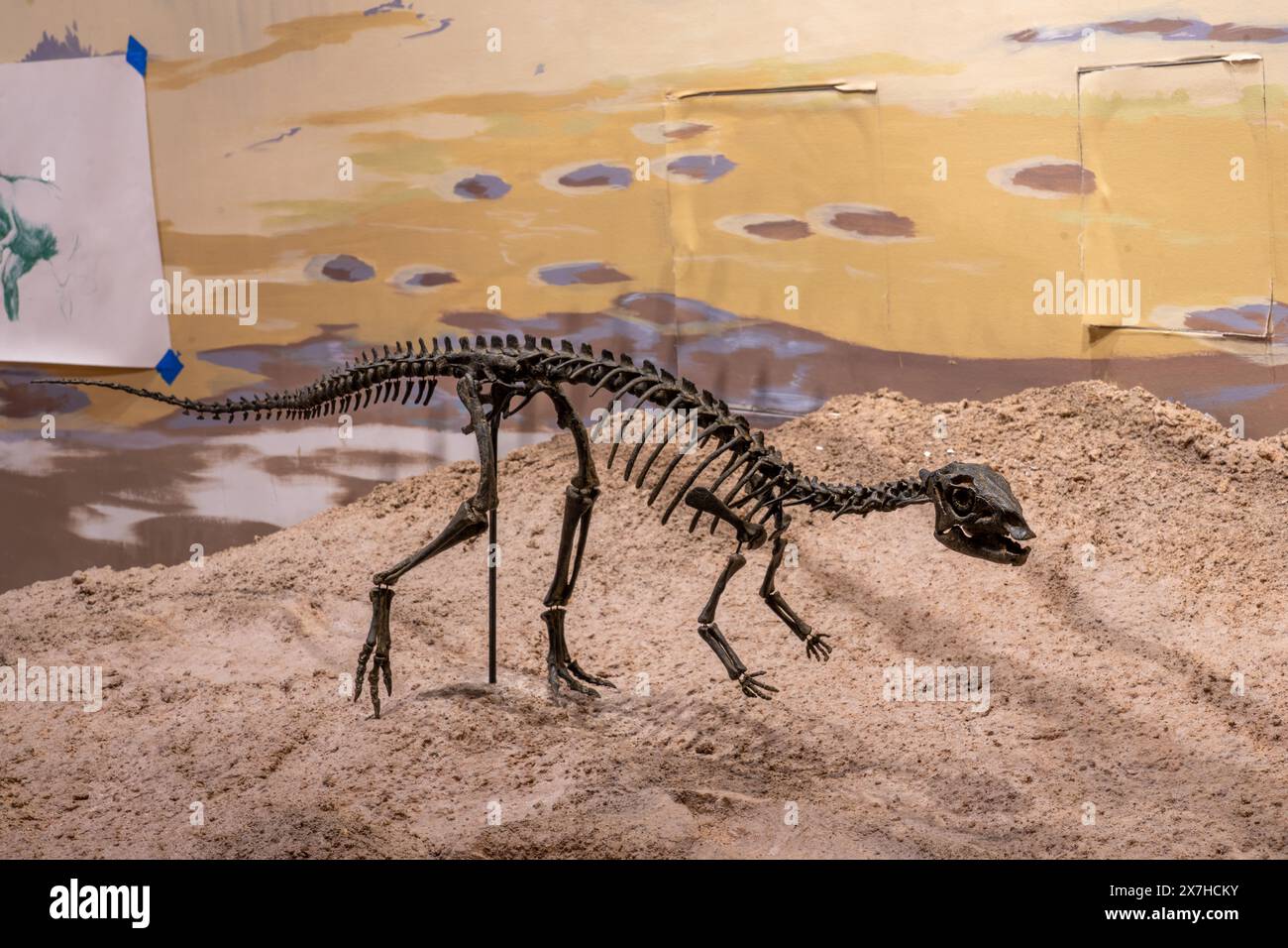 Dryosaurus skeleton hi-res stock photography and images - Alamy