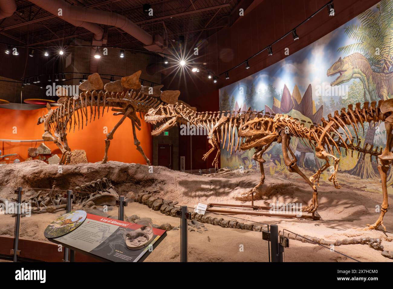 Stegosaurus allosaurus hi-res stock photography and images - Alamy