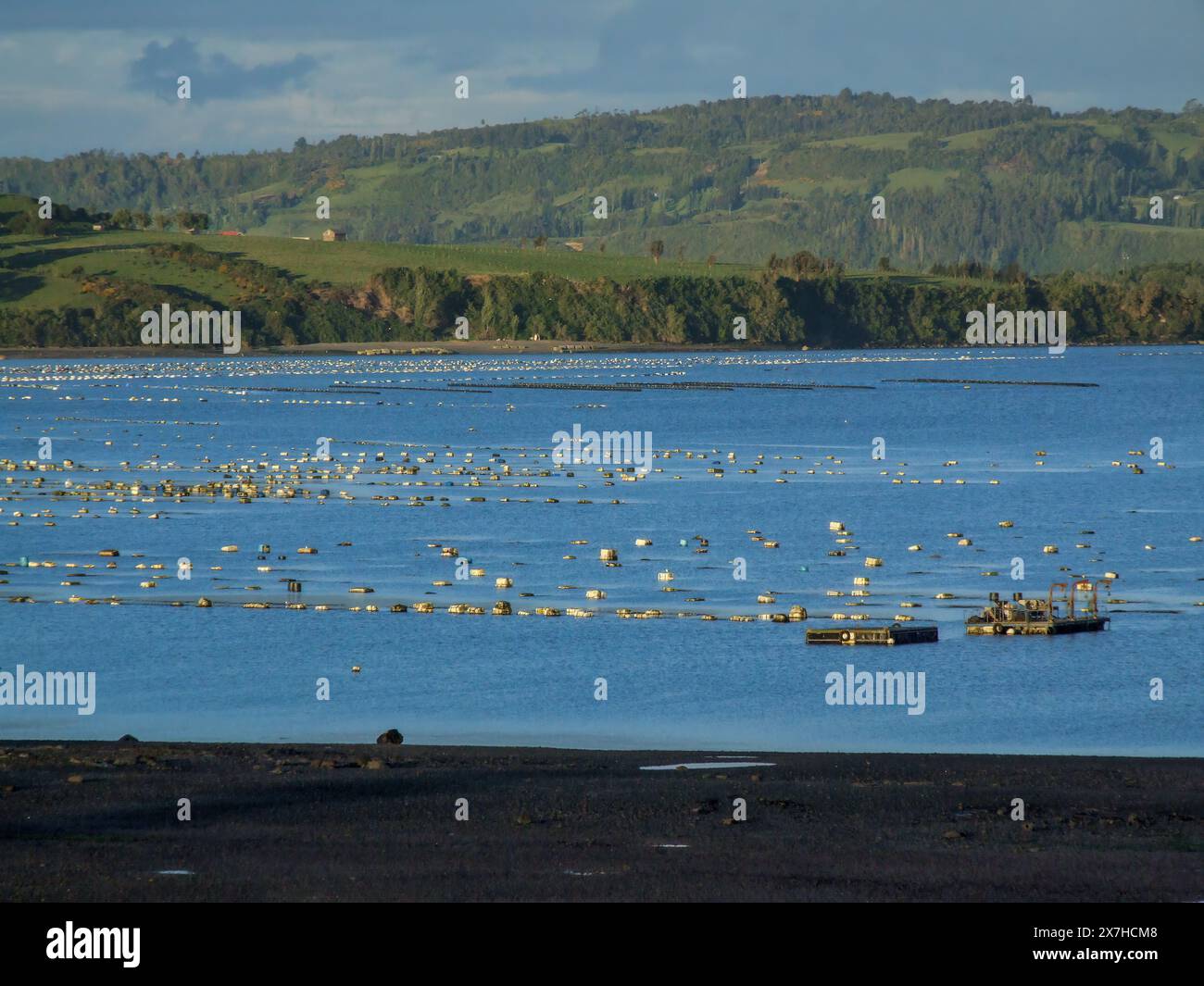 Floating pens for an aquaculture salmon farming operation in an a bay ...