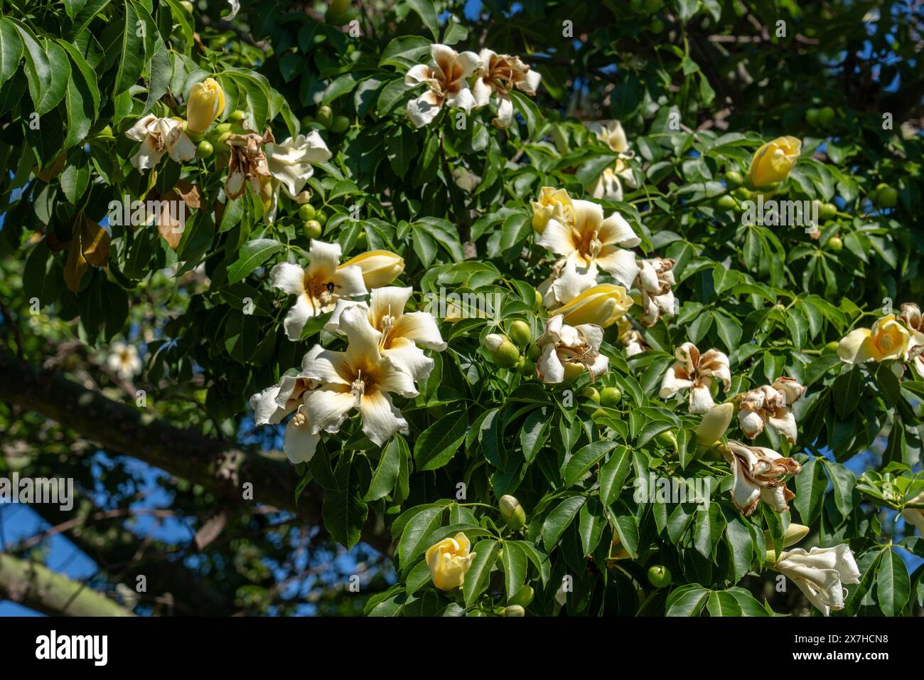 A White Silk Floss Tree, Ceiba insignis, in bloom on the grounds of the ...