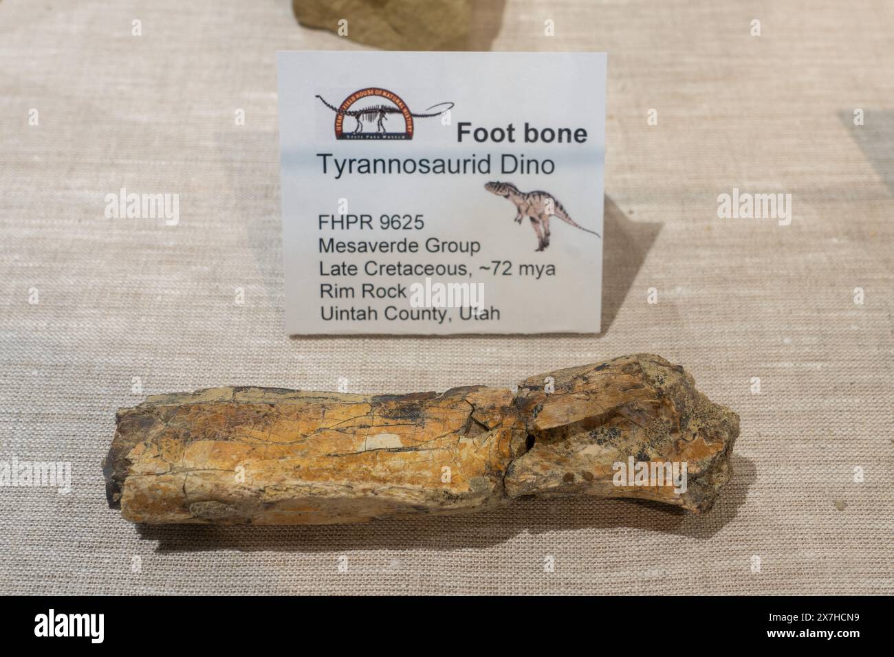 Tyrannosaurid foot bone fossil in the Utah Field House of Natural ...