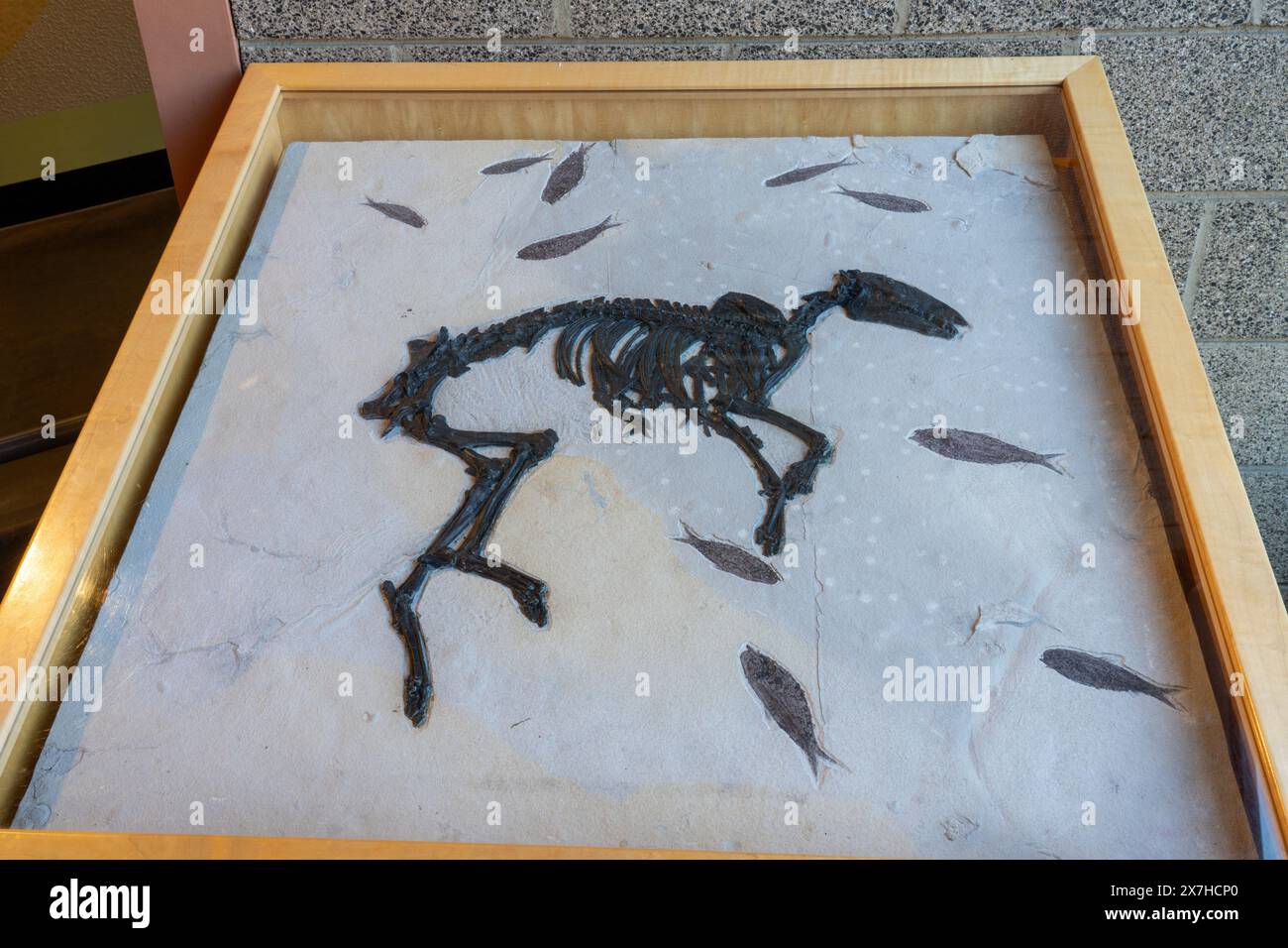 Fossilized Protorohippus venticolus, an early horse ancestor in the ...