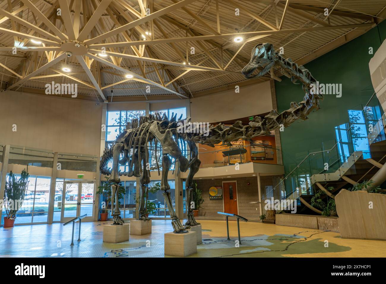 Skeleton cast of a Diplodocus dinosaur in the Utah Field House of ...