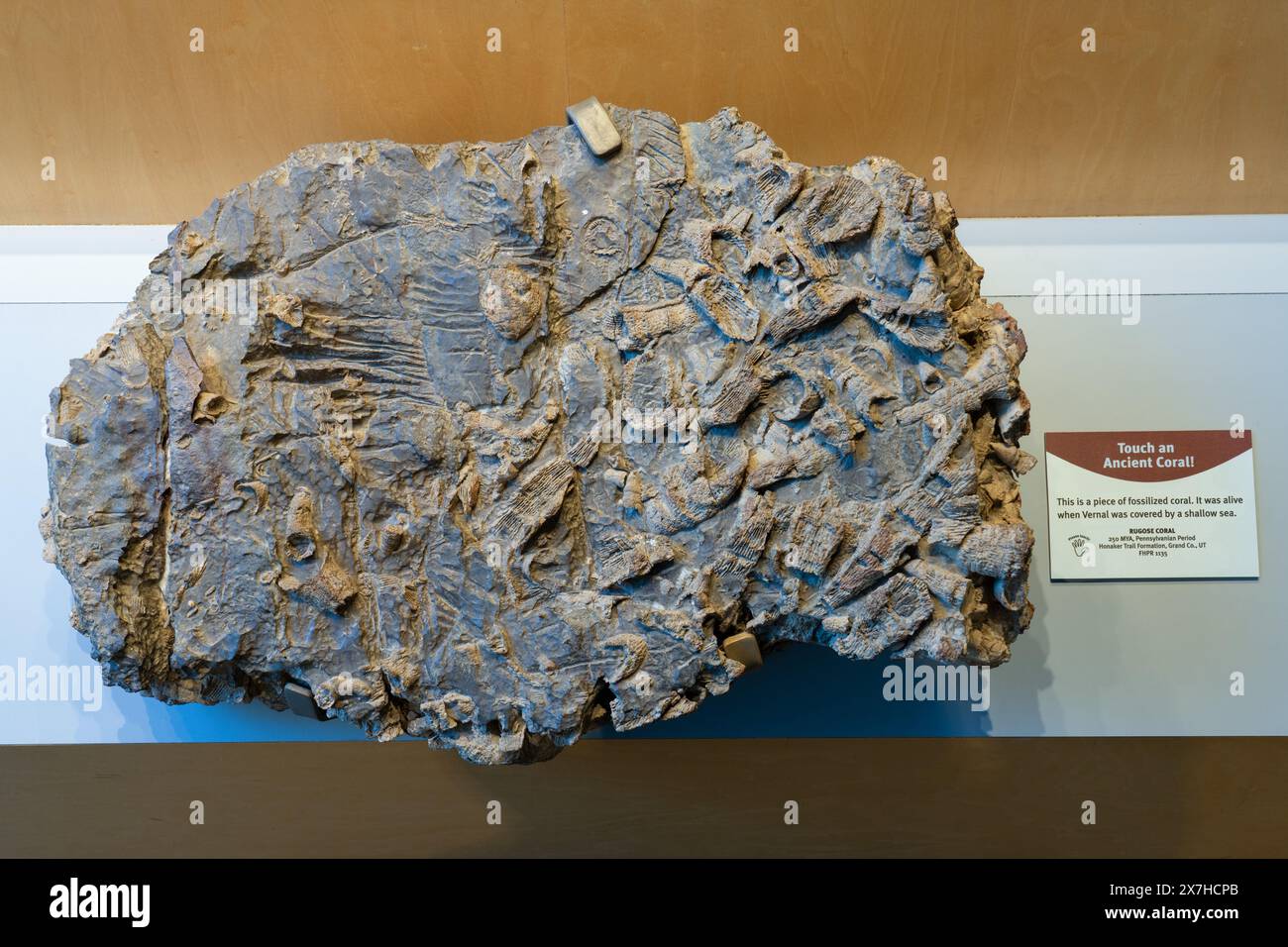 Fossilized rugose coral from the Pensylvanian Period in the Utah Field ...