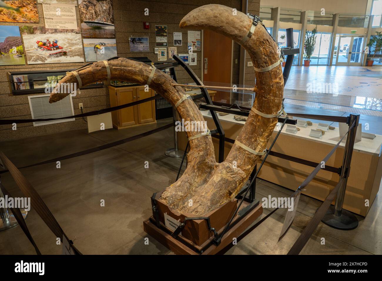 Tusks of a wooly mammoth in the Utah Field House of Natural History ...