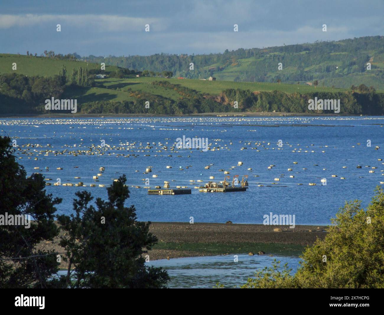 Floating pens for an aquaculture salmon farming operation in an a bay ...