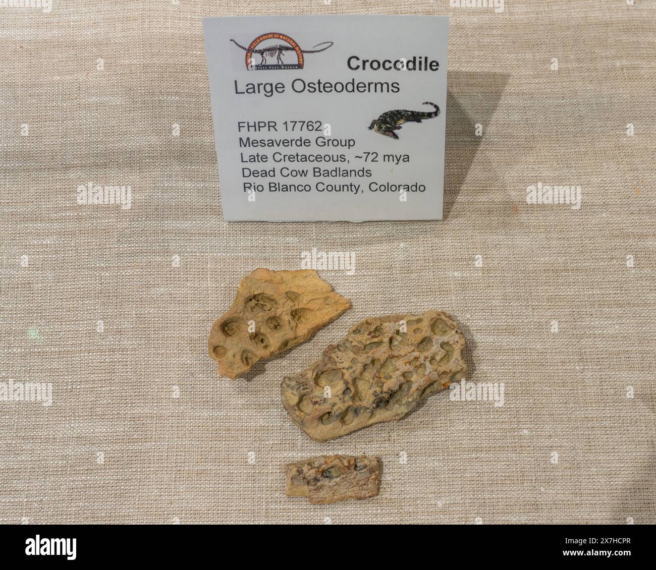 Fossilized osteoderms from a prehistoric crocodile in the Utah Field ...