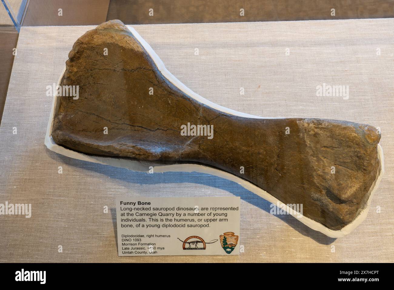 A fossilized humerus or arm bone of a Diplodocus in the Utah Field ...