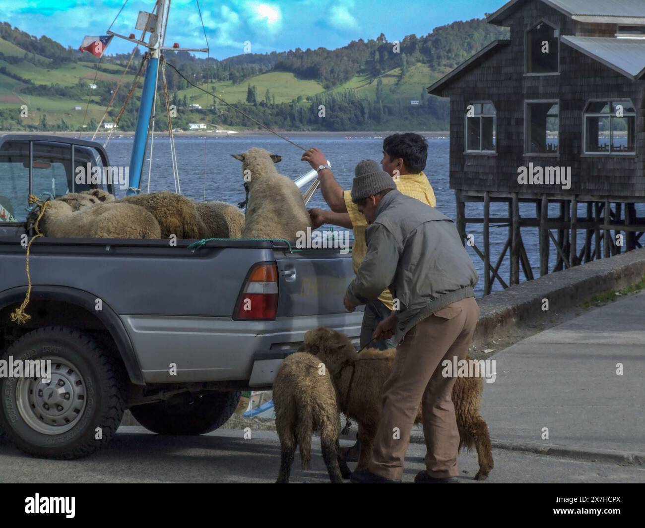 Men loading sheep into a pickup after unloading them from a boat in the ...