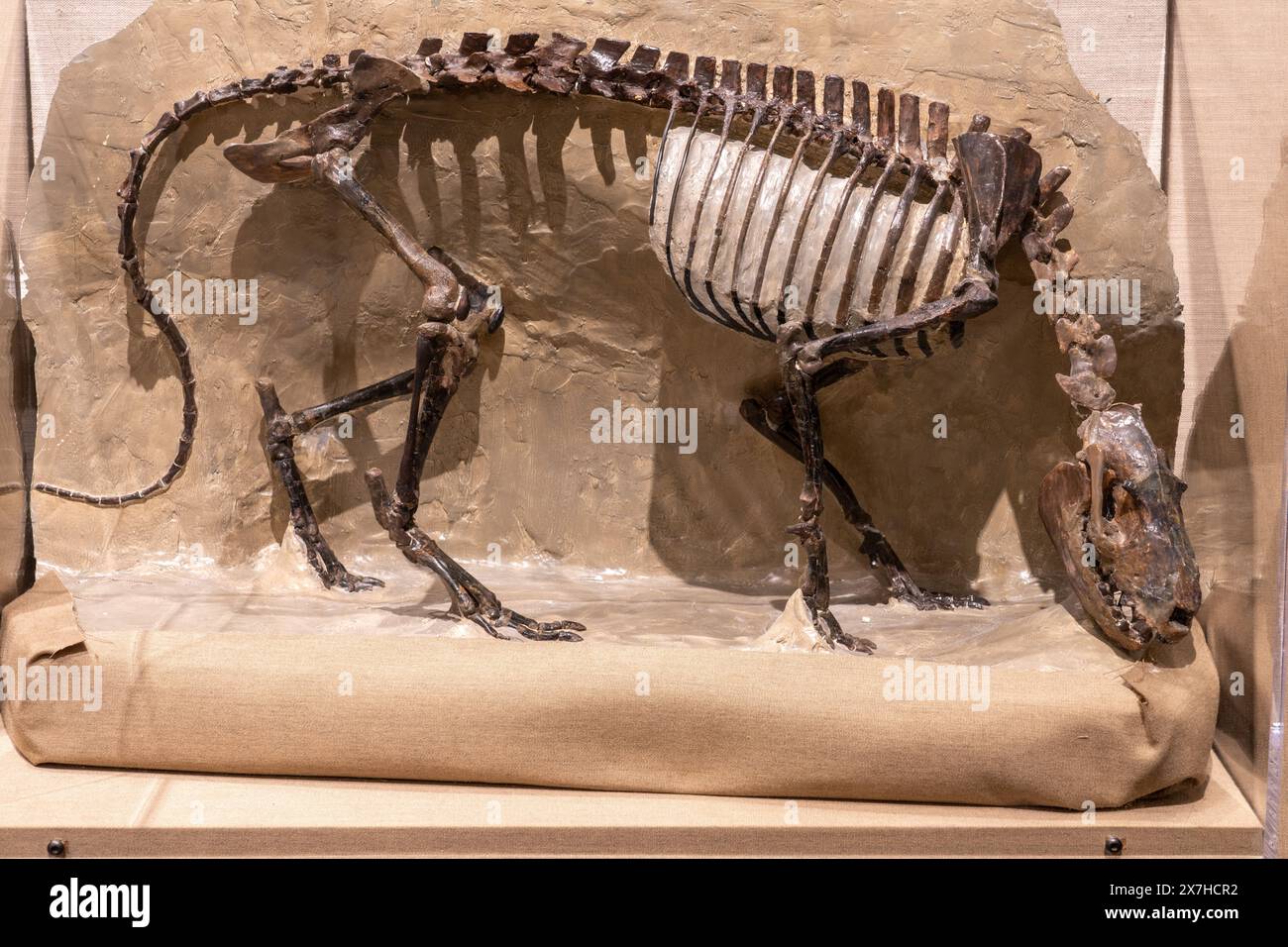 Skeletal cast of Protoreodon in the Utah Field House of Natural History ...