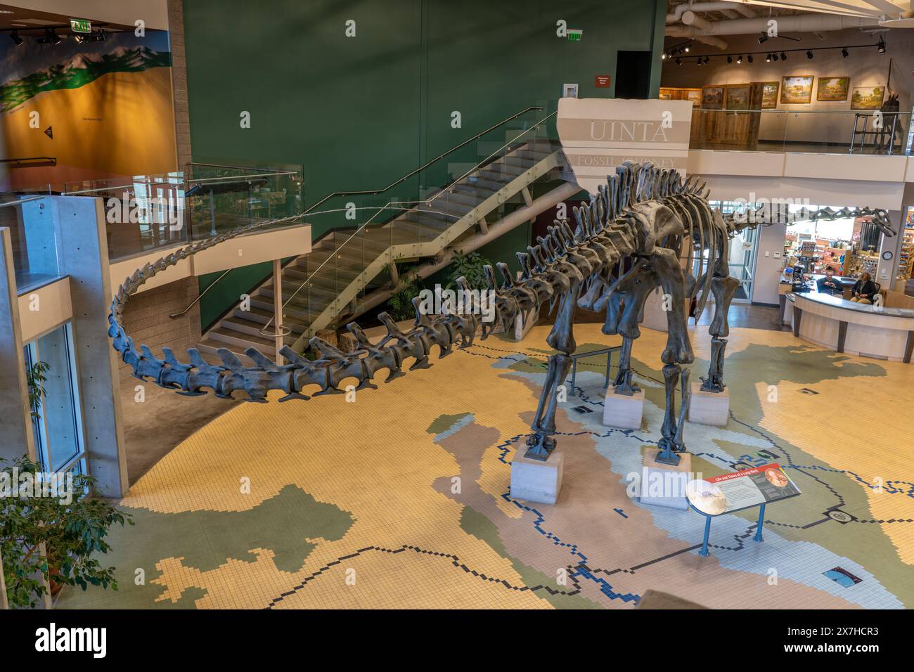 Skeleton cast of a Diplodocus dinosaur in the Utah Field House of ...