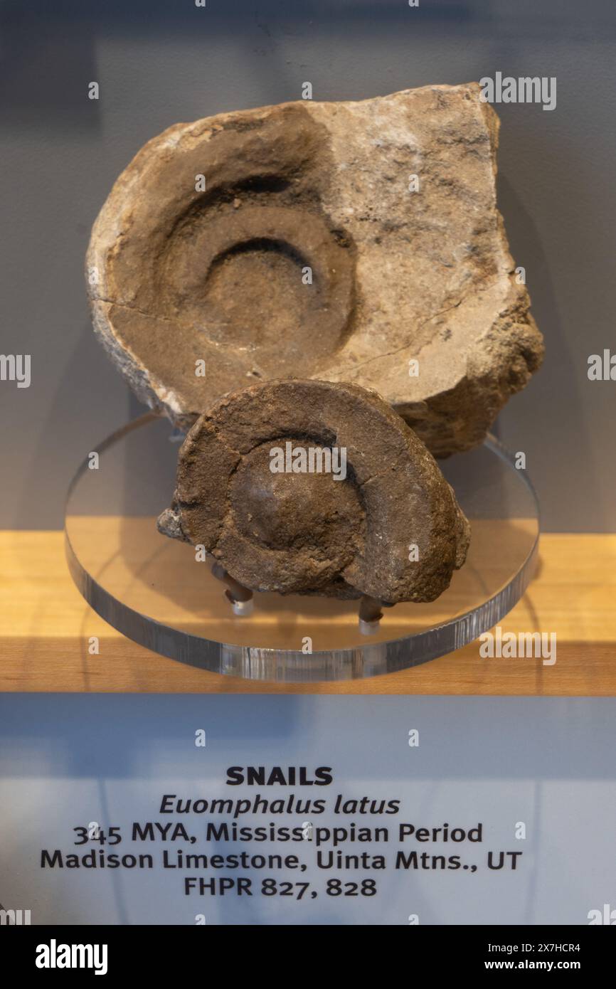 Fossilized marine gastropod, Euomphalus latus, in the Utah Field House ...