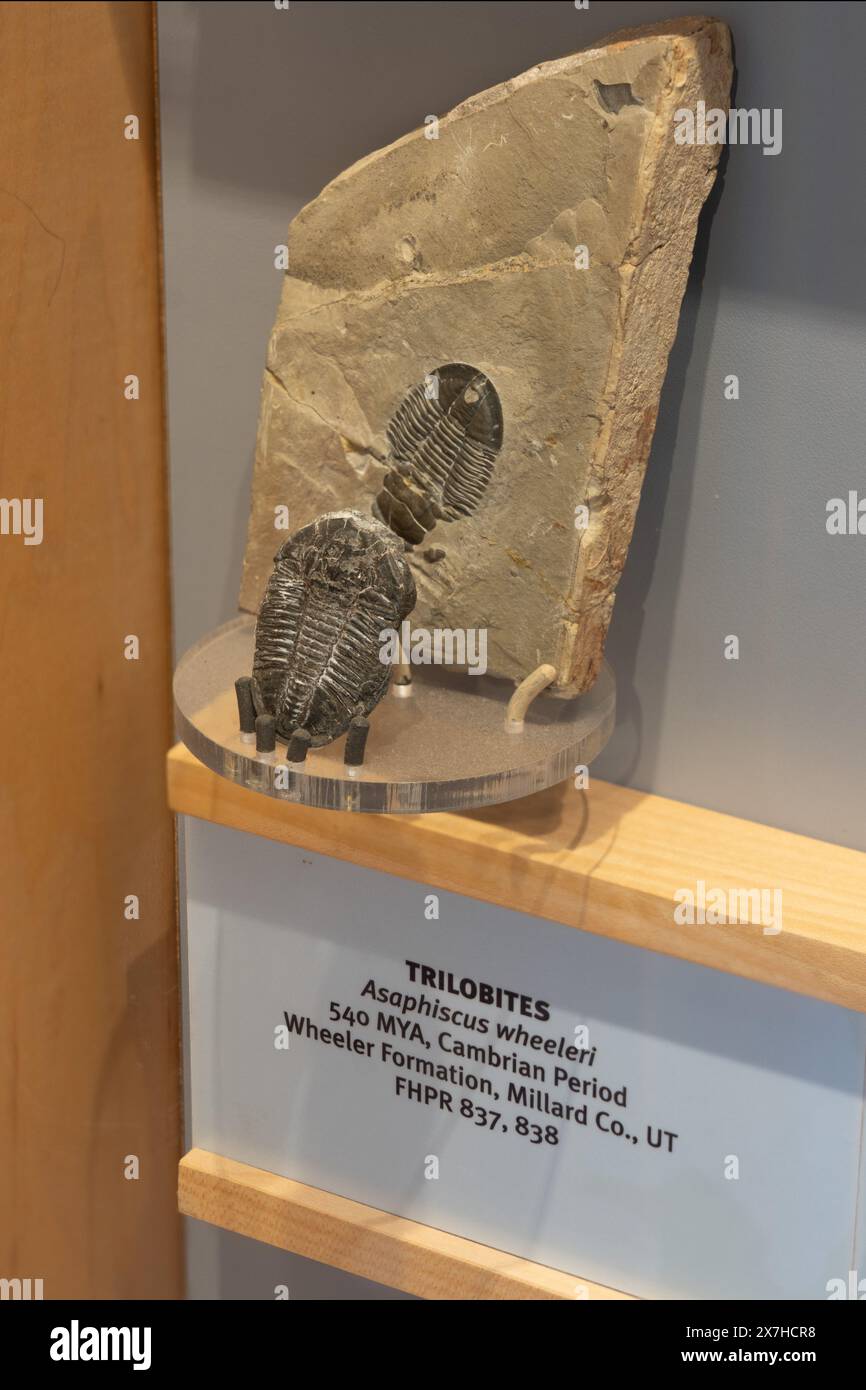 Fossilized trilobites, Asaphiscus wheeleri, in a slab of Wheeler Shale ...