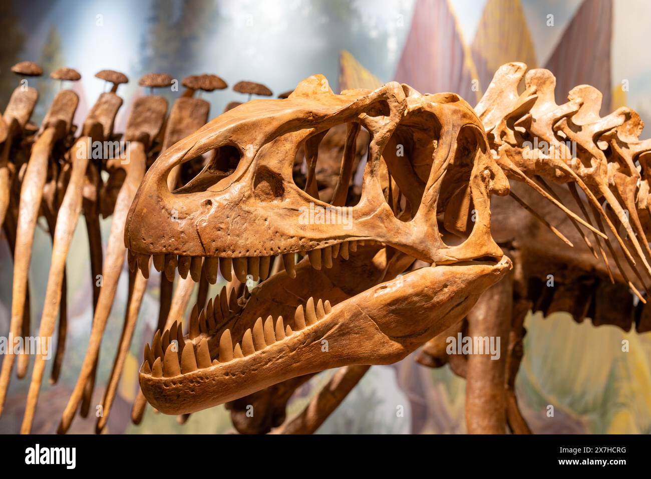 A cast skull of a Allosaurus. Utah Field House of Natural History State ...