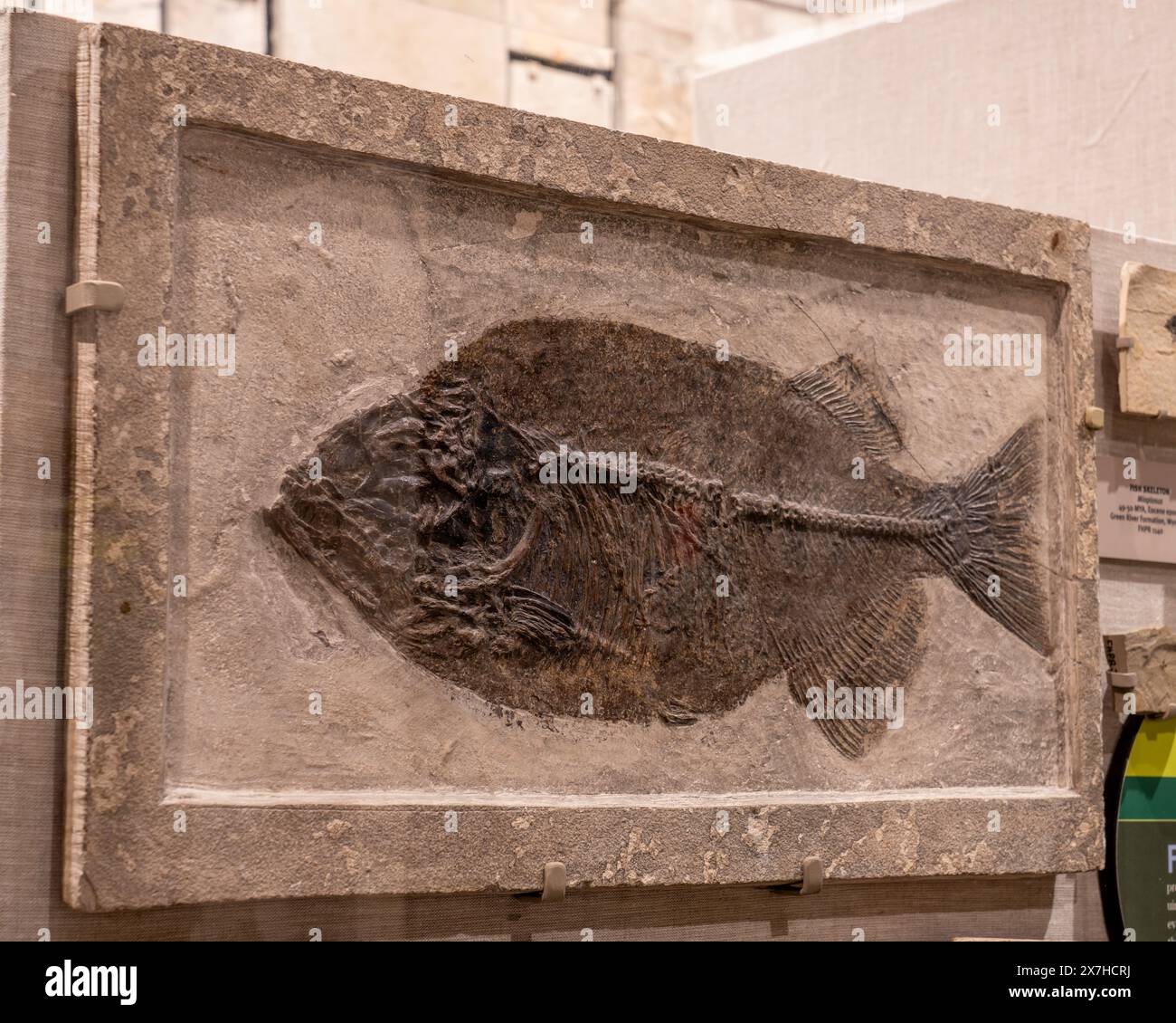 Fossilized Phareodus fish skeleton in the Utah Field House of Natural ...