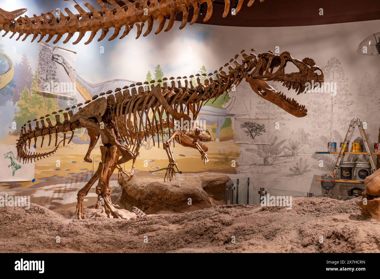 A cast skeleton of a Ceratosaurus. Utah Field House of Natural History ...
