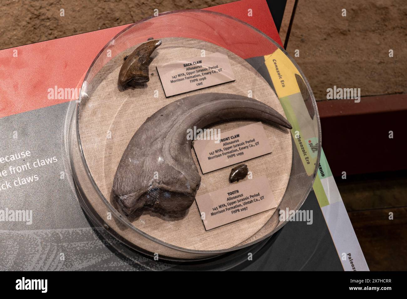 Claws & tooth of an Allosaurus dinosaur. Utah Field House of Natural ...