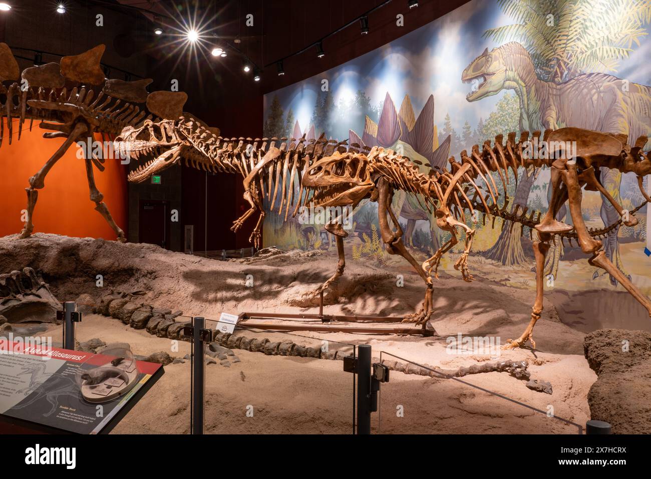 Cast skeletons of a Ceratosaurus & an Allosaurus. Utah Field House of ...