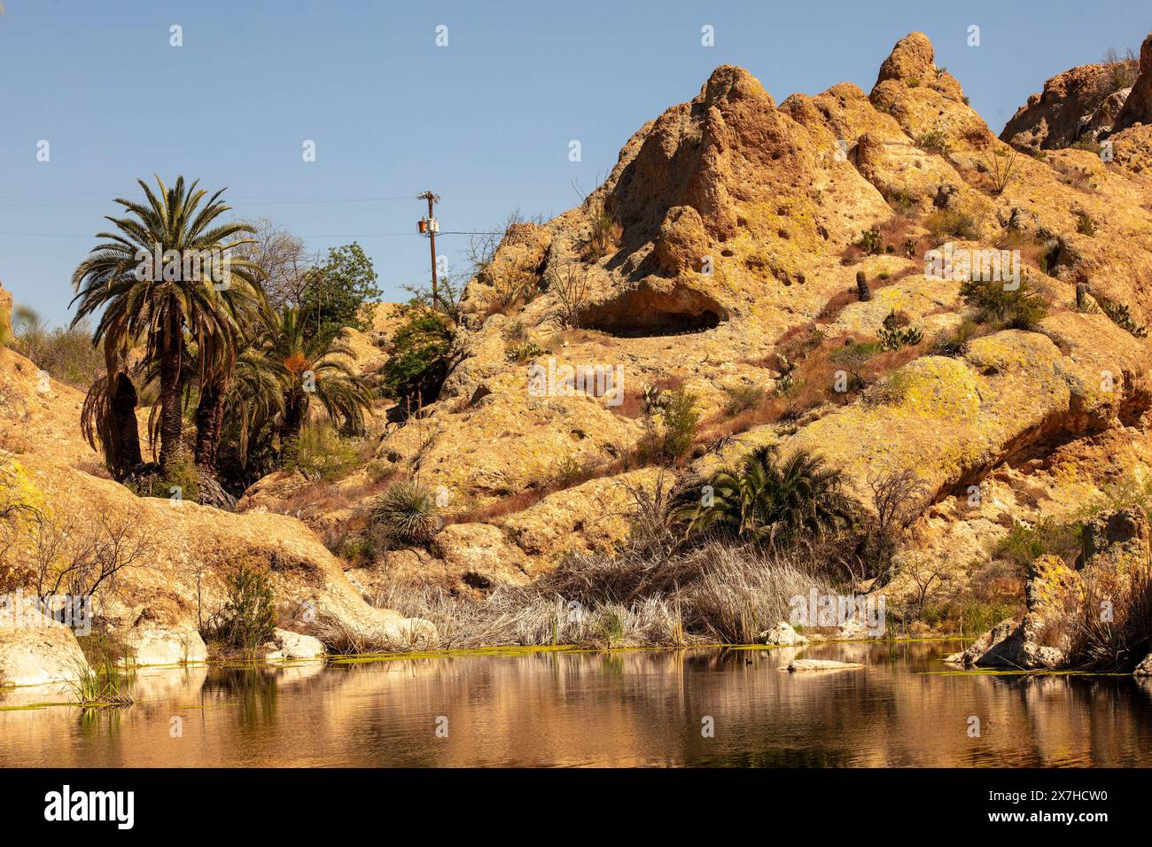 Attracts sonoran desert wildlife hi-res stock photography and images ...