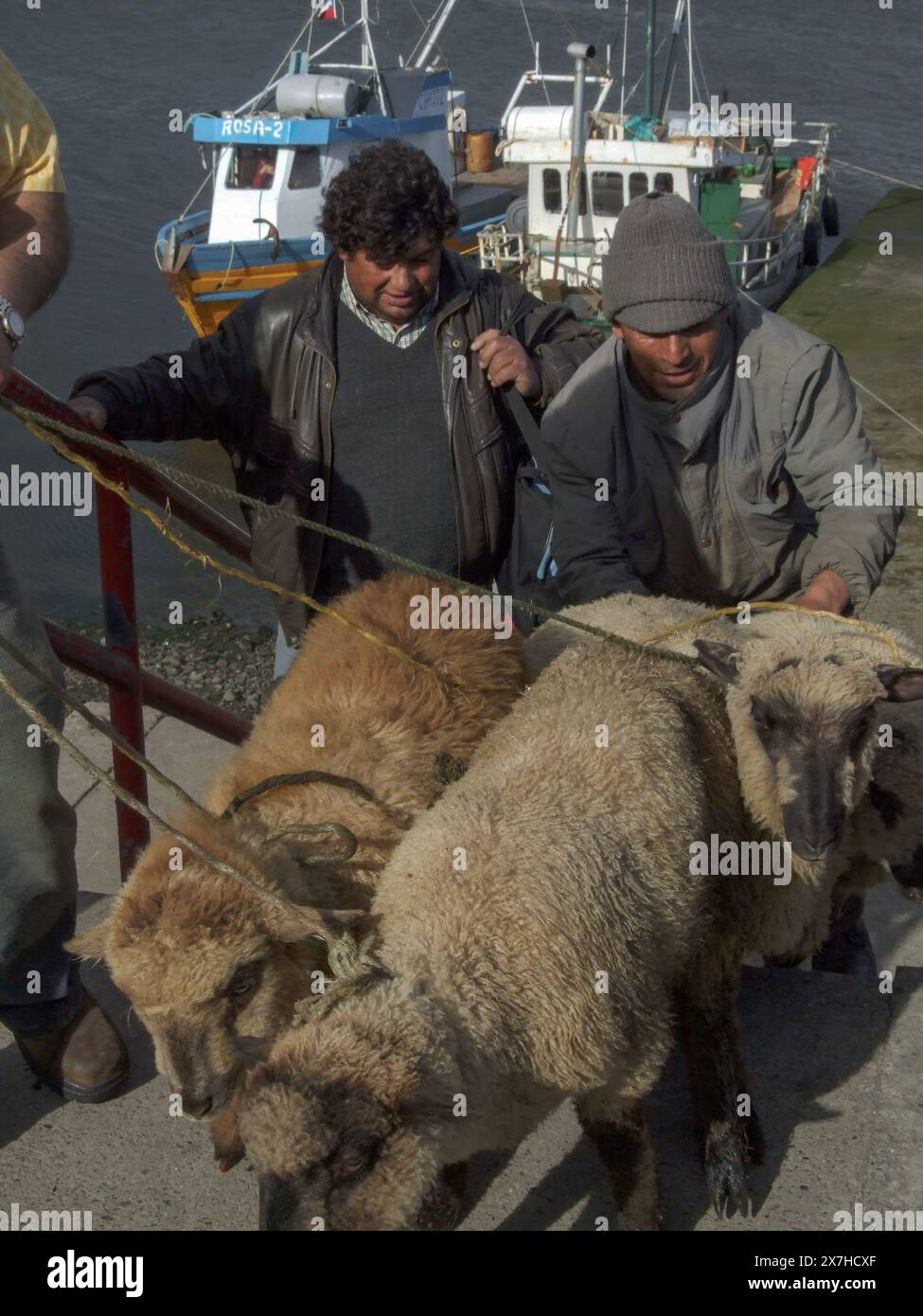 Men bringing sheep up from a boat in the harbor at Castro on Chiloe ...