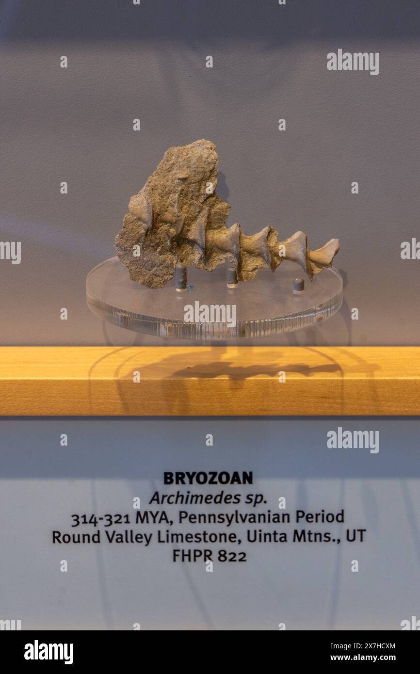 Fossilized marine bryozoan, Archimedes sp., in the Utah Field House of ...