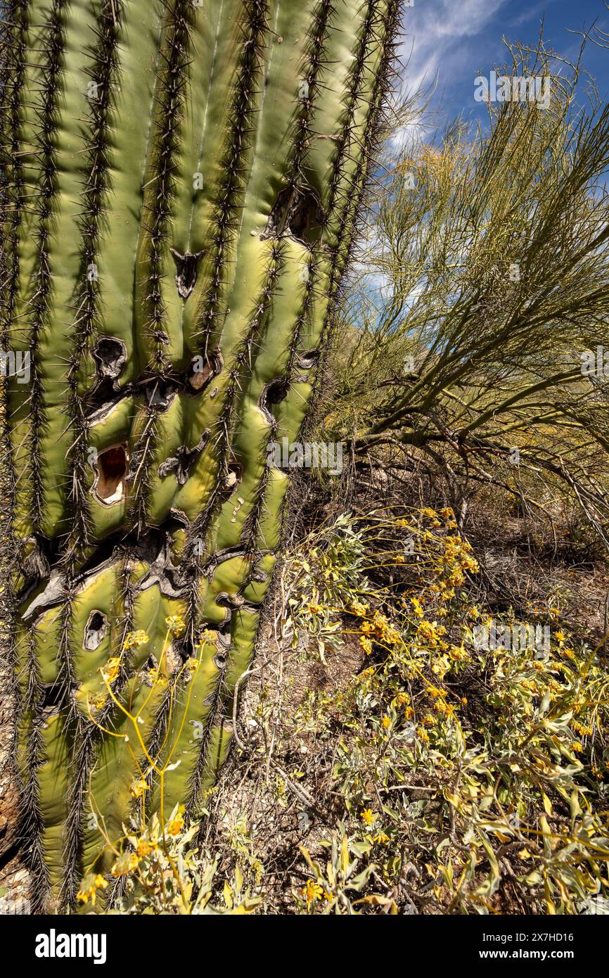 Majestic Saguaro, Saˈɣwaɾo, Carnegiea Gigantea, standing in glorious ...