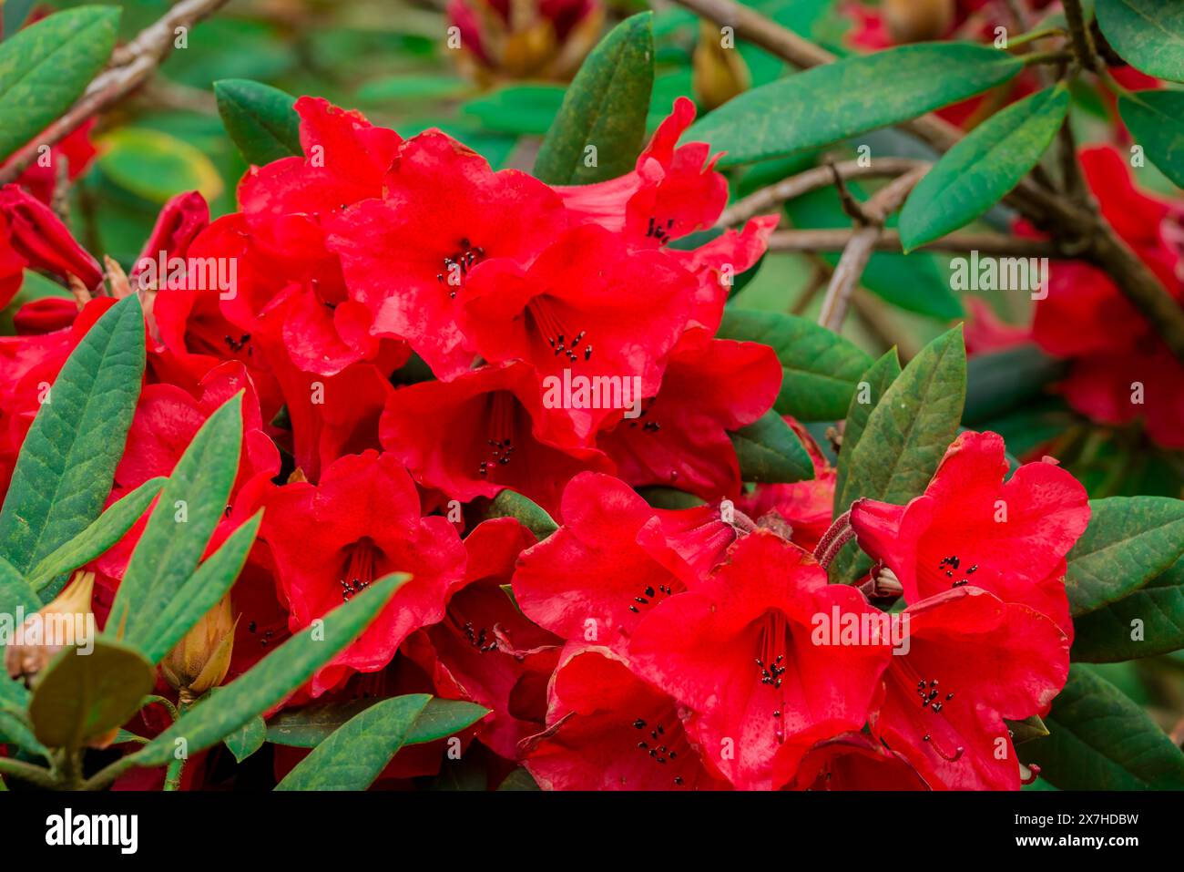 beautiful spring flowers in English garden Stock Photo - Alamy