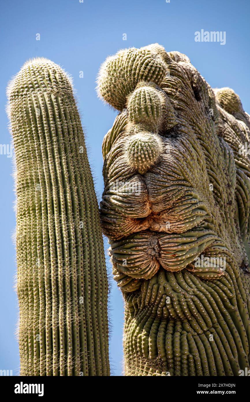Semi-close up plant portrait of Cristate saguaro cactus imagined as a ...