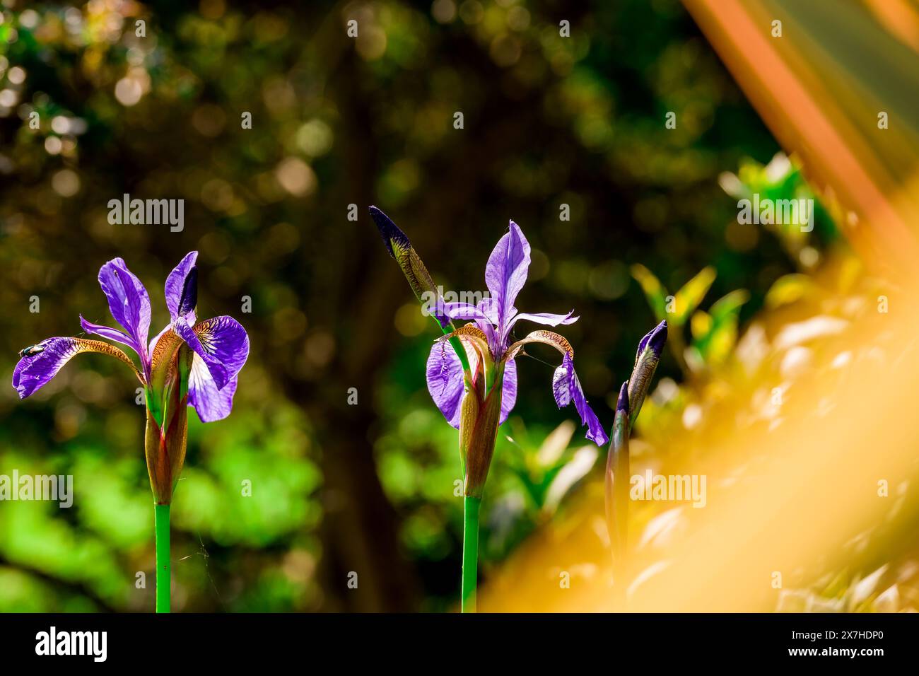 beautiful spring flowers in English garden Stock Photo - Alamy