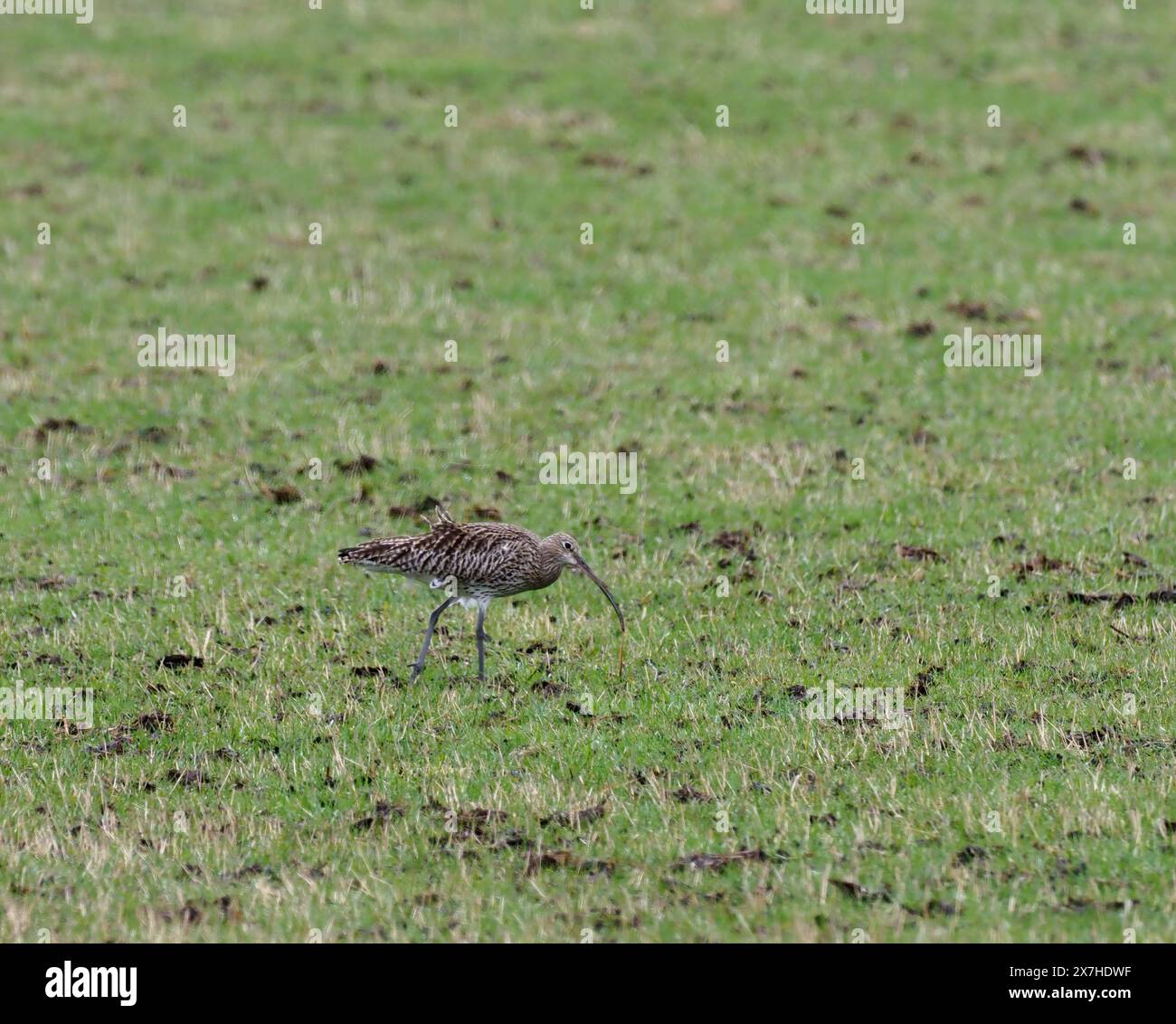 Curlew pulling a worm out of the ground, on farmland Stock Photo - Alamy