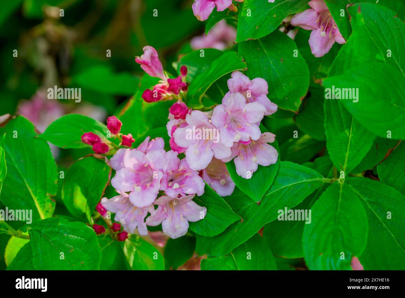 beautiful spring flowers in English garden Stock Photo - Alamy