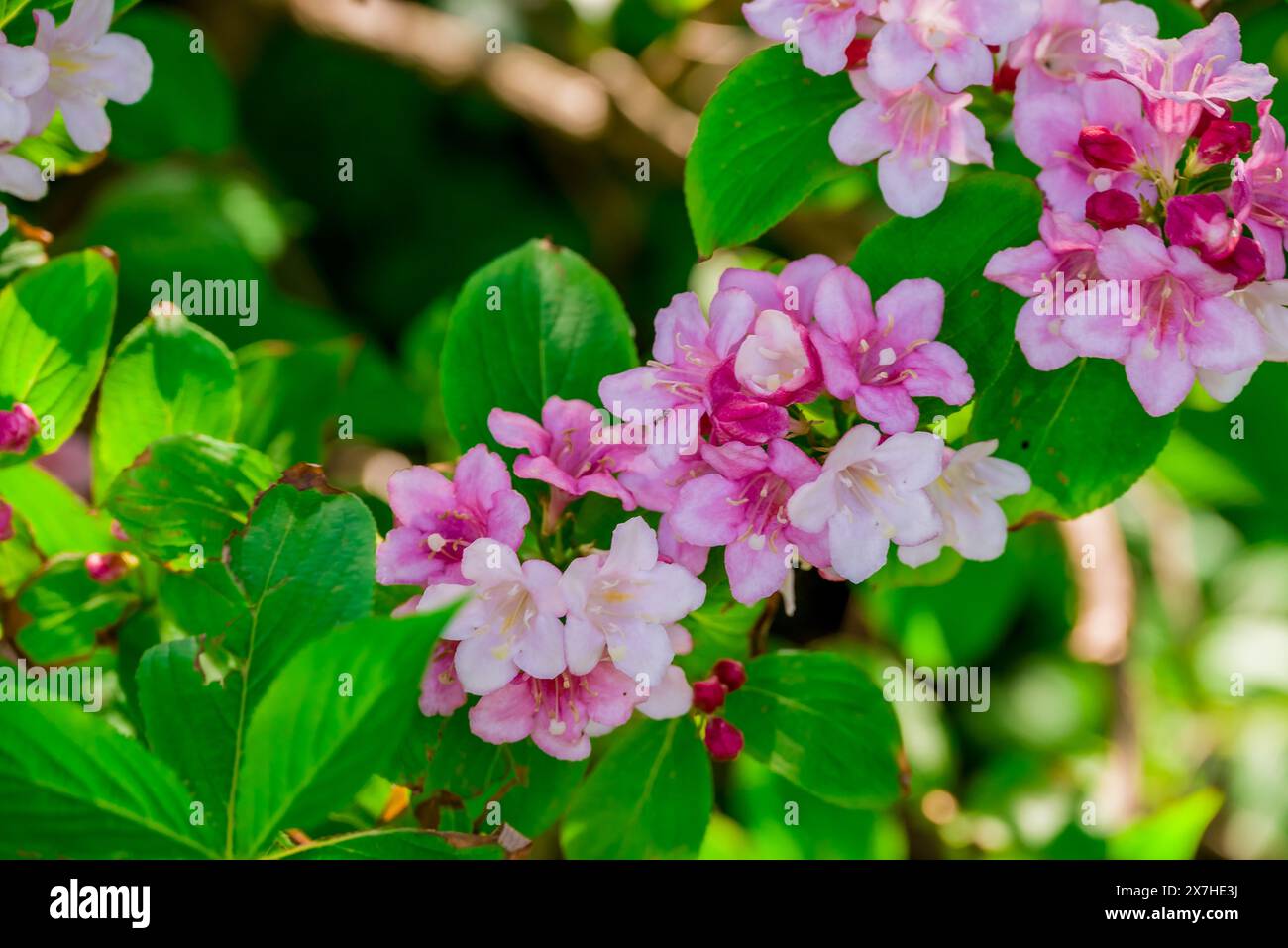 beautiful spring flowers in English garden Stock Photo - Alamy
