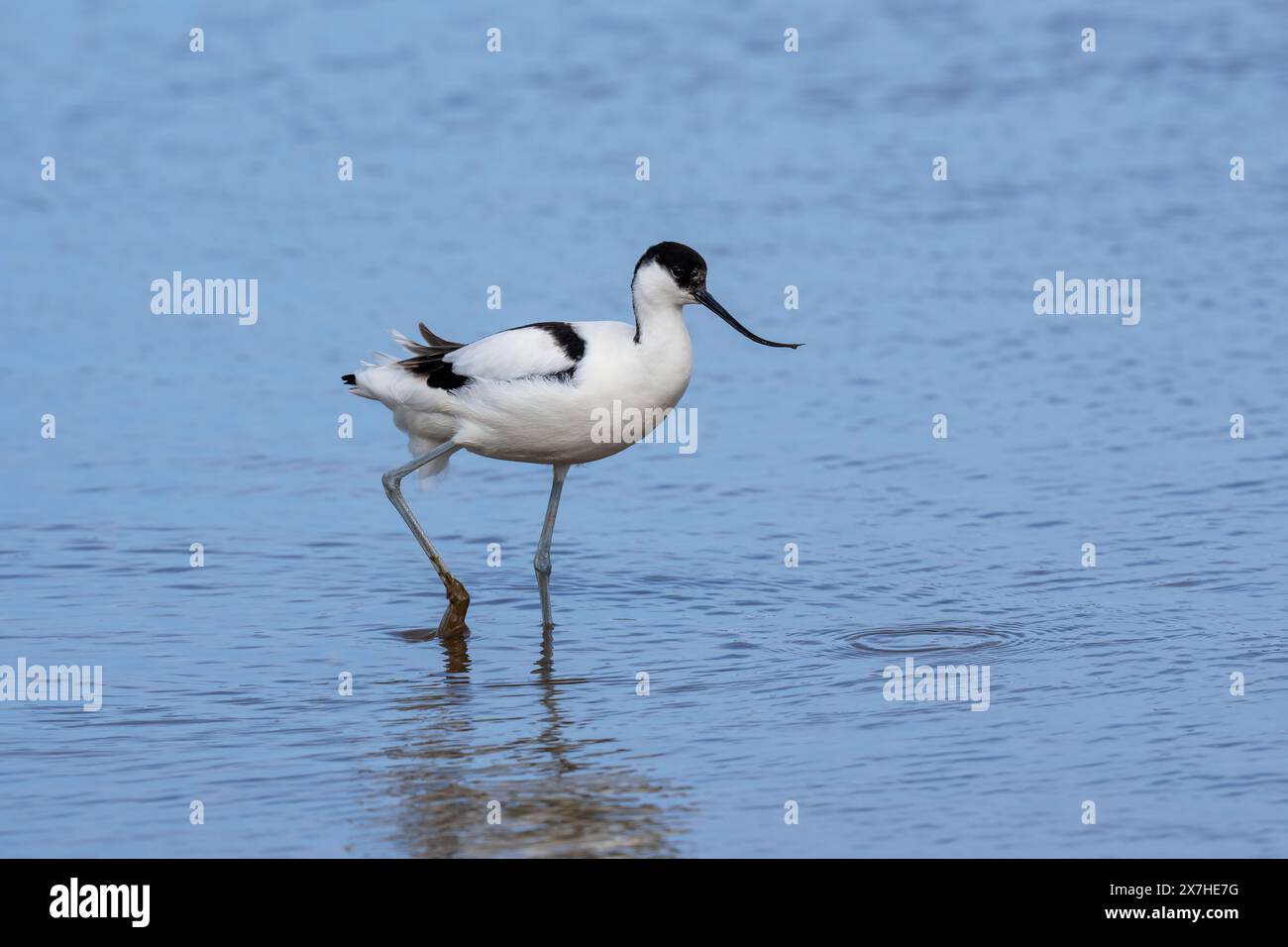 Avocet-Recurvirostra avosetta. Spring Stock Photo - Alamy