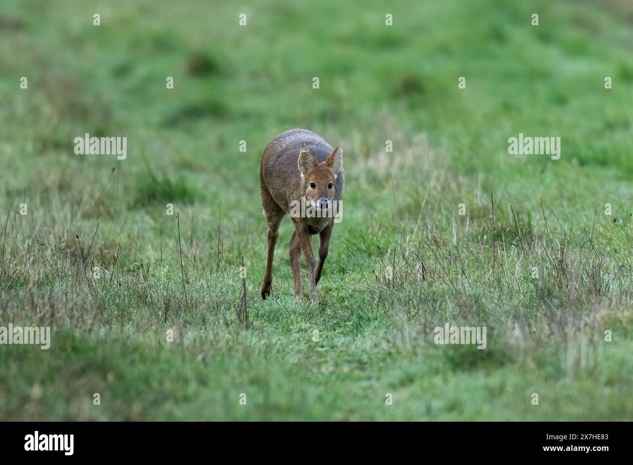 Chinese water deer (doe) -Hydropotes inermis Stock Photo - Alamy