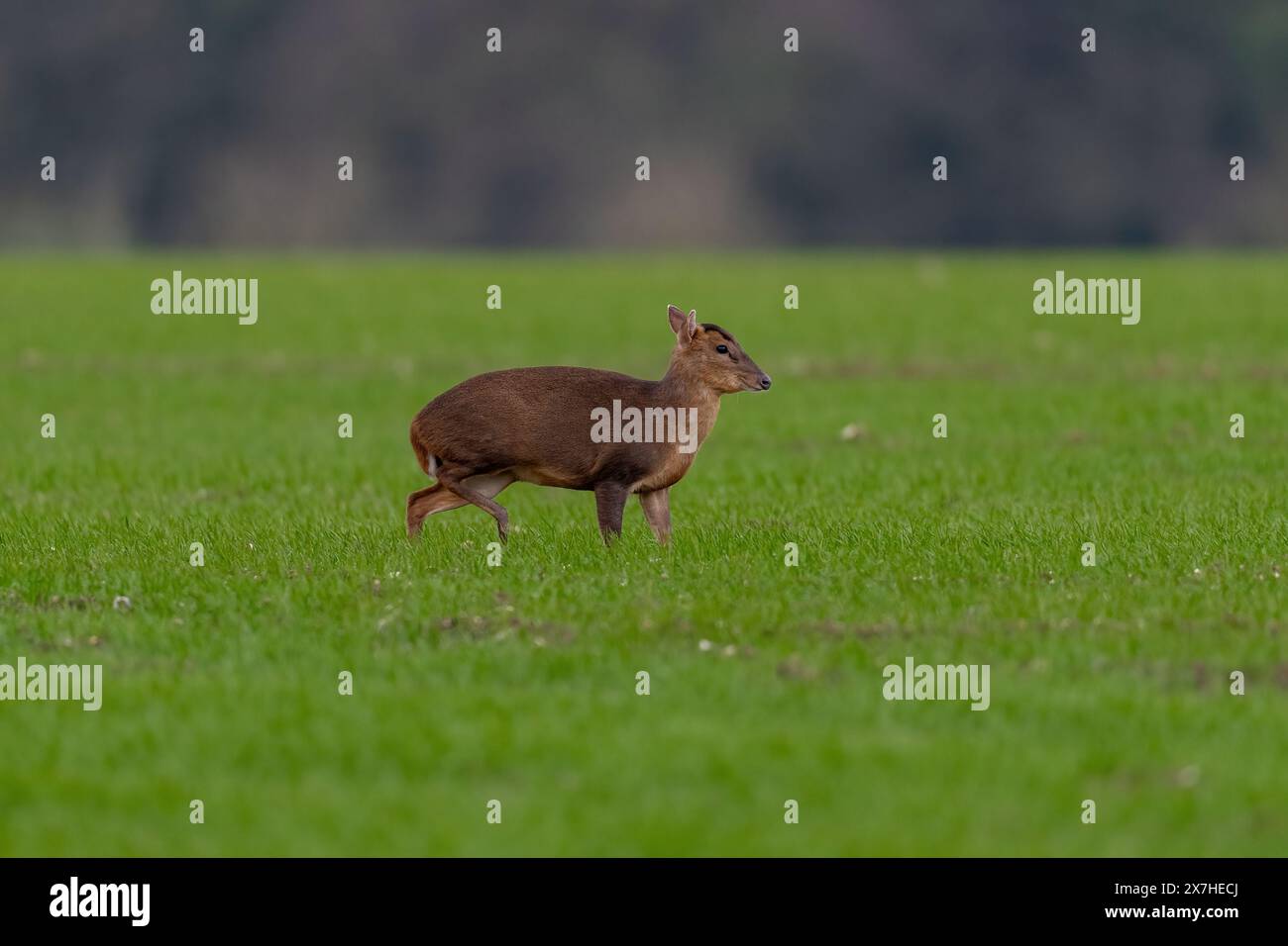 Muntjac (Doe) also known as Reeves’ Muntjac, barking deer and Mastreani ...