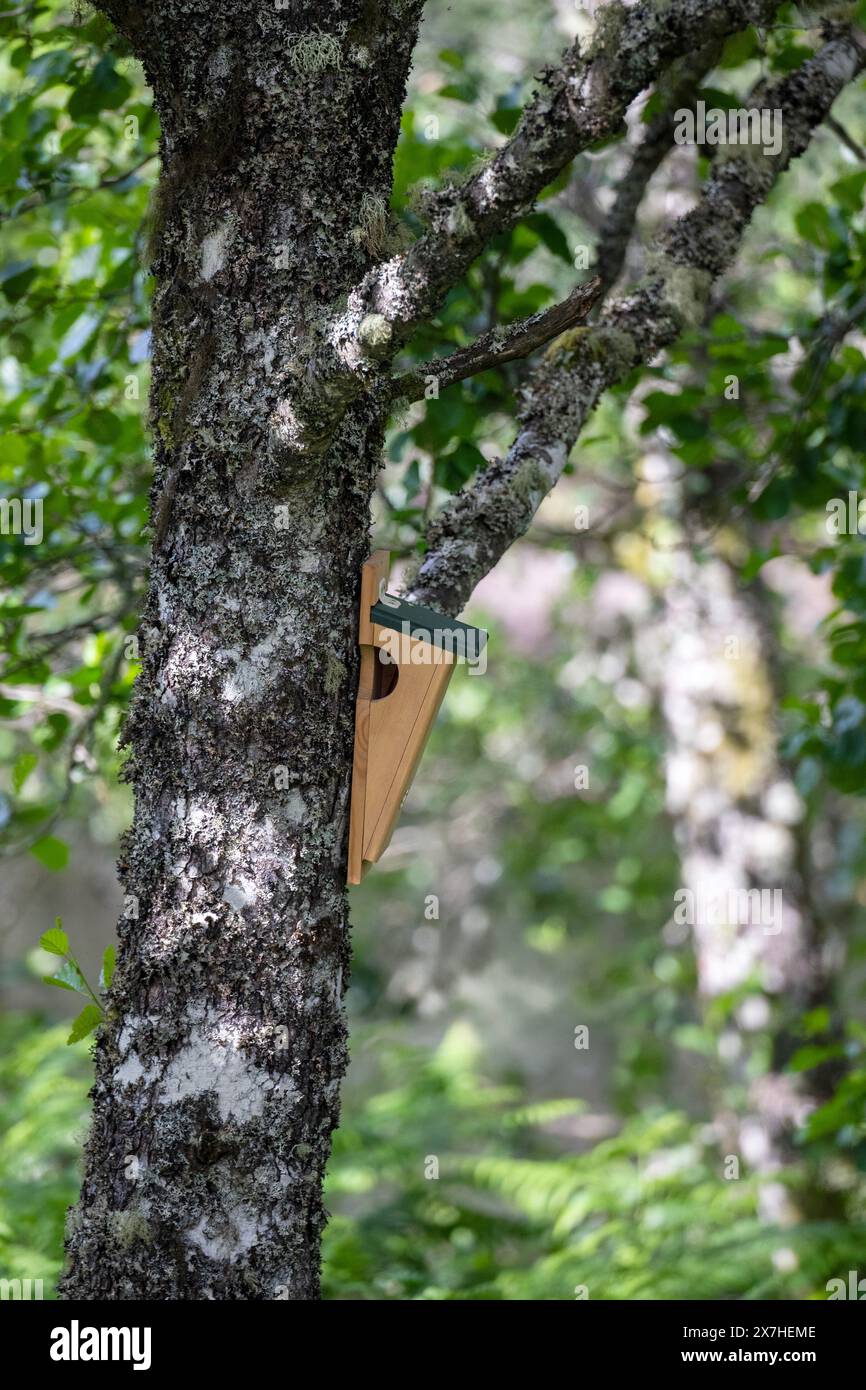 Treecreeper nest box hi-res stock photography and images - Alamy