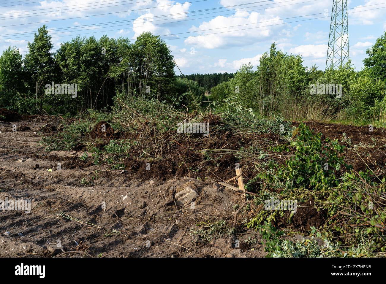Wetland trees peatland hi-res stock photography and images - Alamy