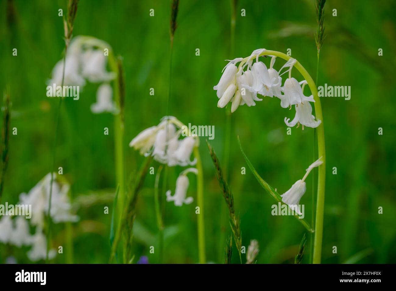 beautiful spring flowers in English garden Stock Photo - Alamy