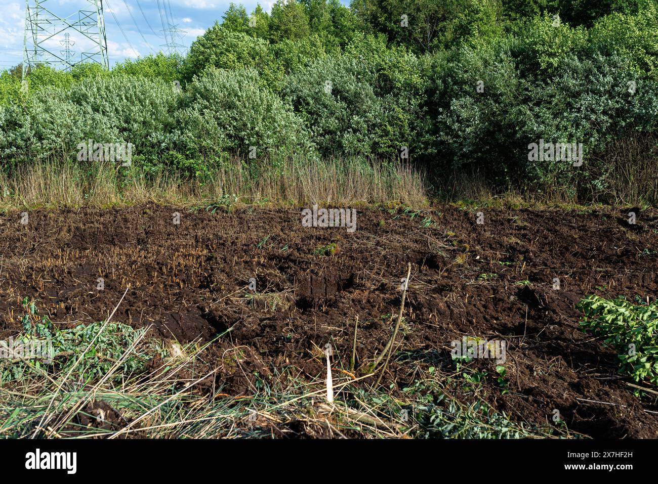 Wetland trees peatland hi-res stock photography and images - Alamy