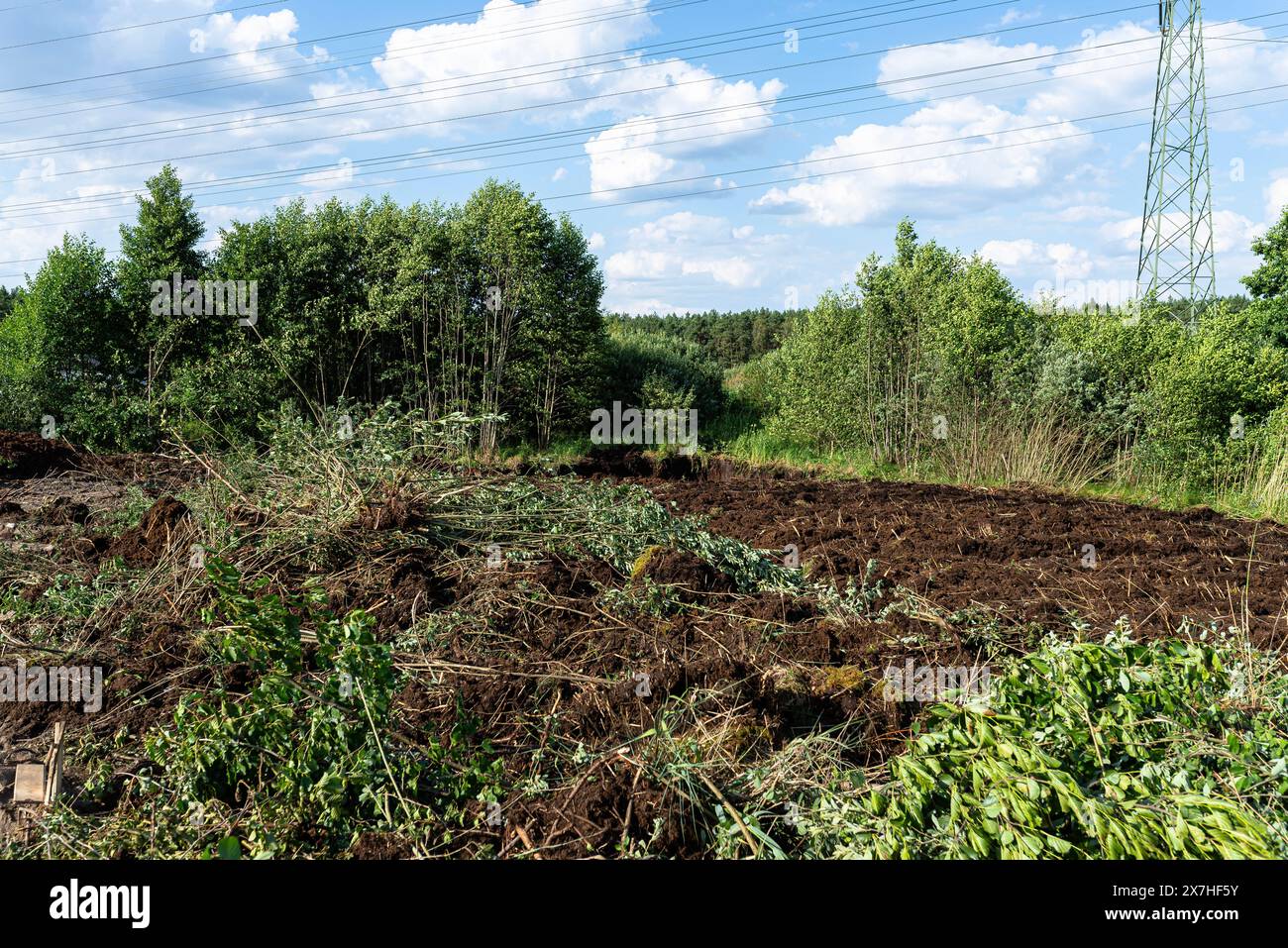 Digging out peat from marshy swamps, fallen bushes and trees visible ...