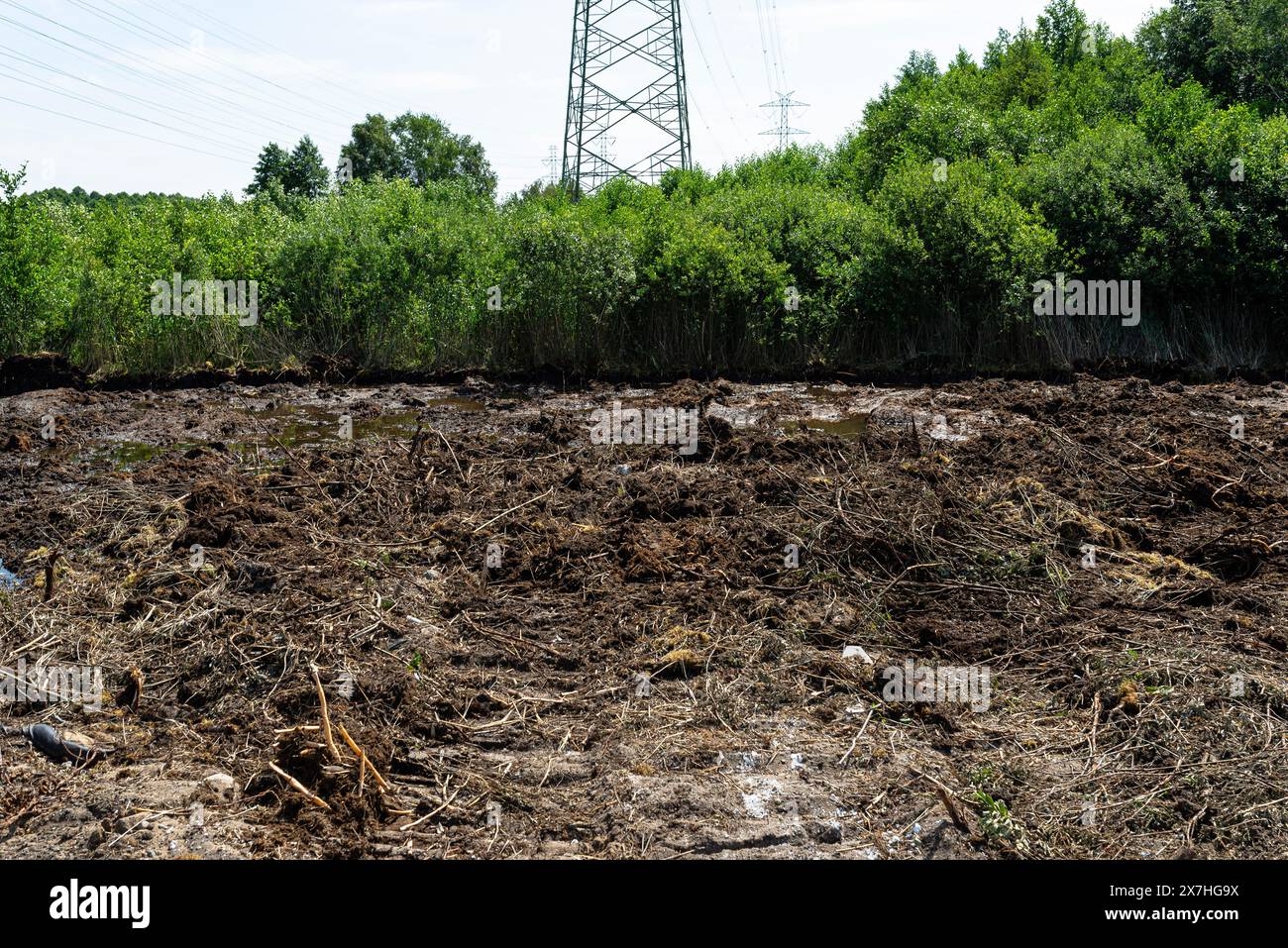 Wetland trees peatland hi-res stock photography and images - Alamy