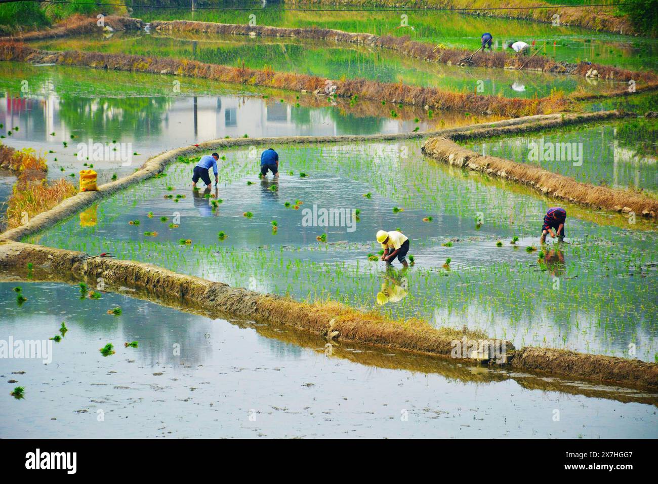 Farmers transplant rice seedlings by hand in the terraced paddy fields ...