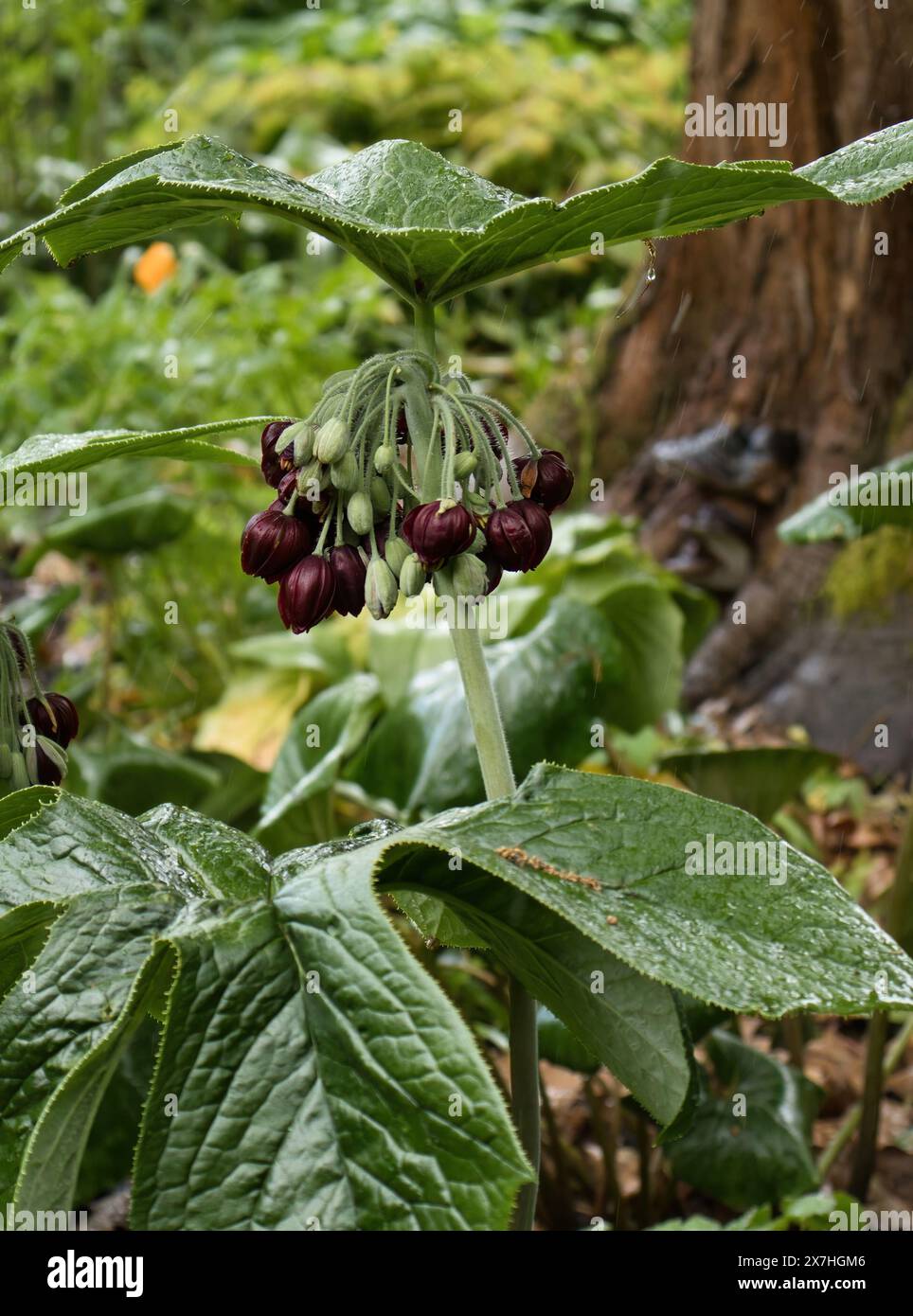 Podophyllum pleianthum, Chinese mayapple, in the Hermannshof Gardens in ...