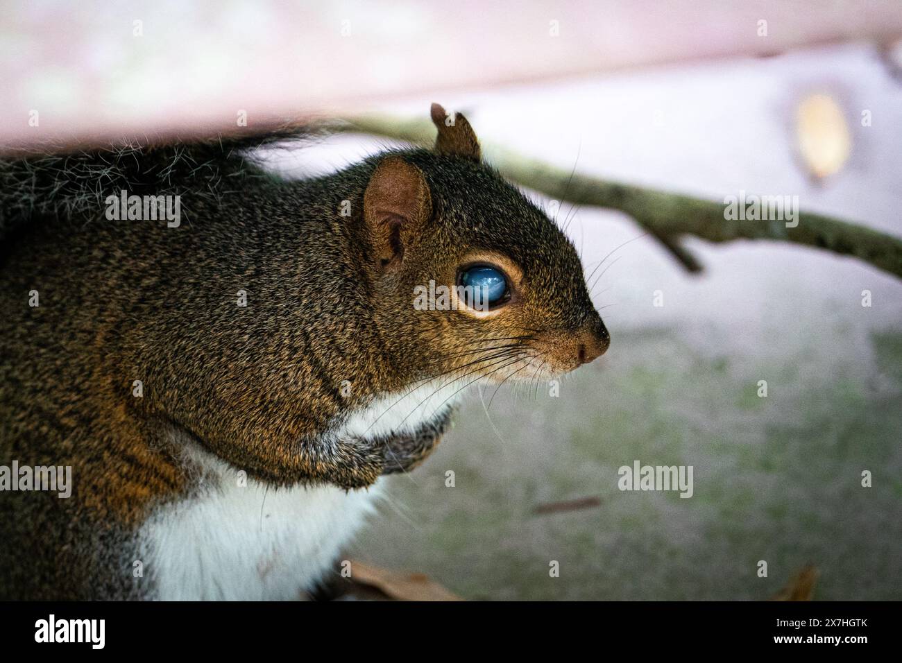 Blind squirrel under a bench Stock Photo - Alamy