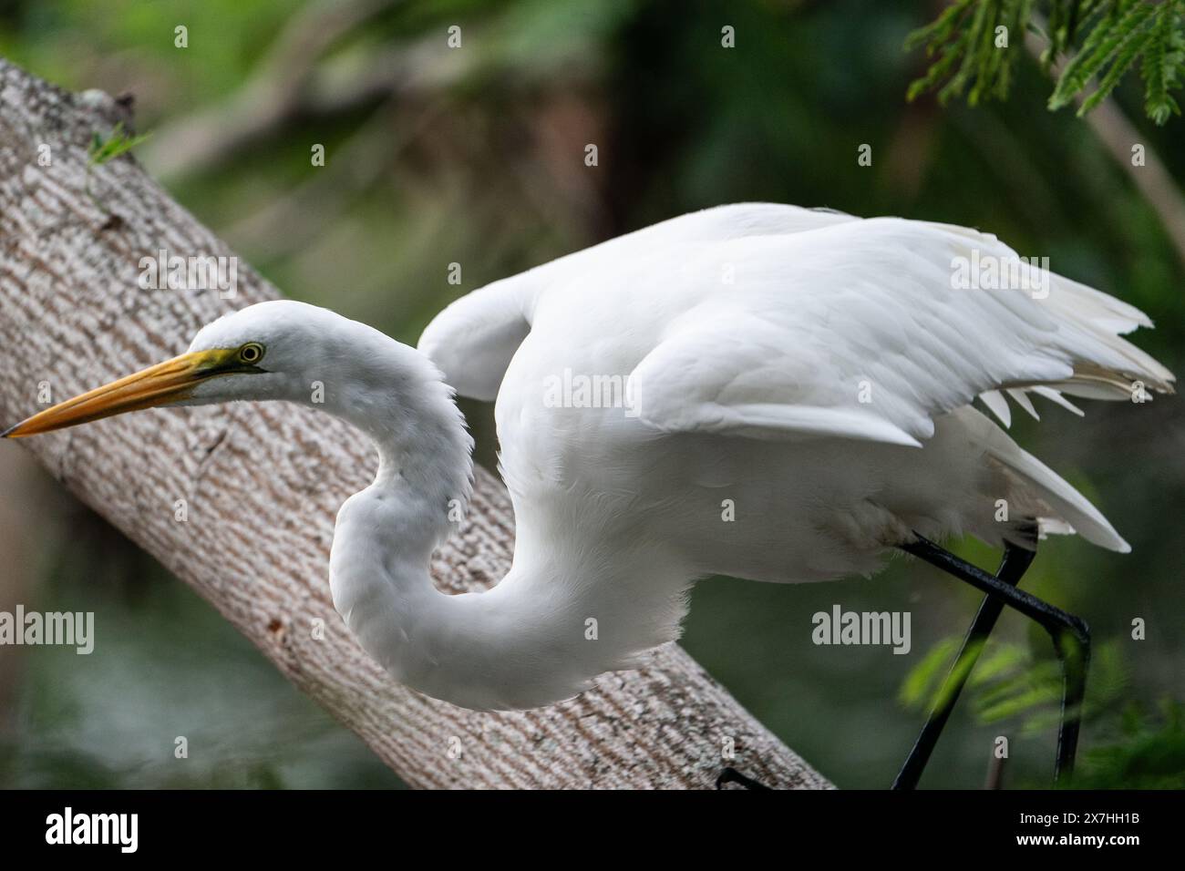 Large white bird/egret looking for food Stock Photo - Alamy