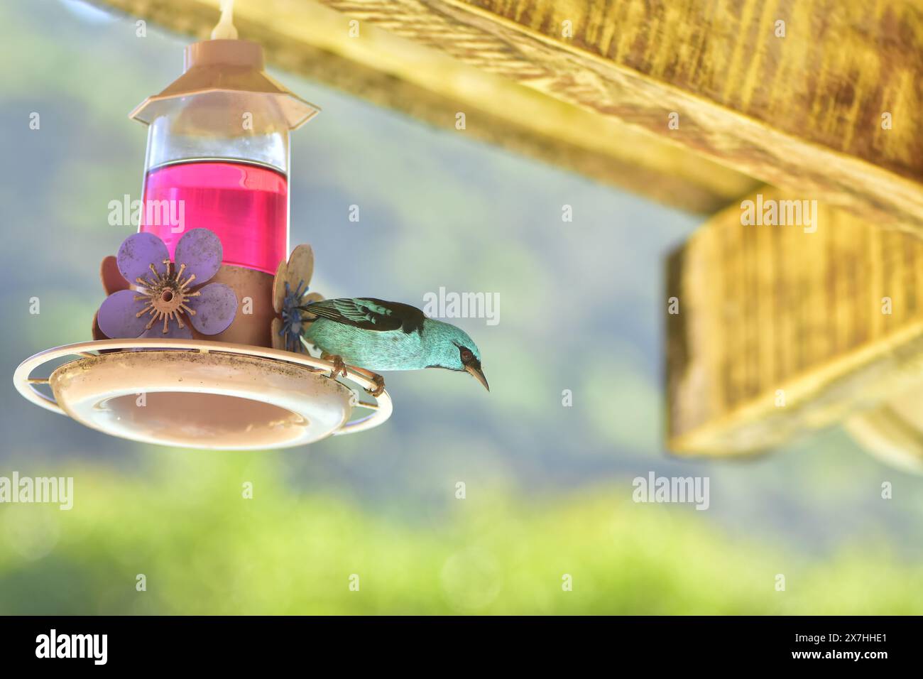 Blue dacnis, brazilian bird Stock Photo - Alamy