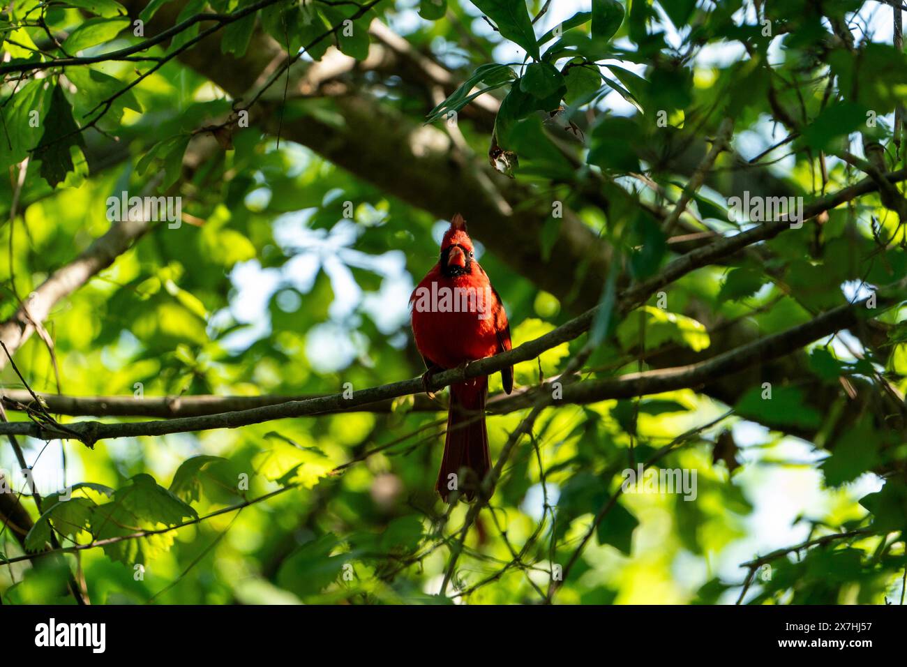 Red cardinal bird in india hi-res stock photography and images - Alamy